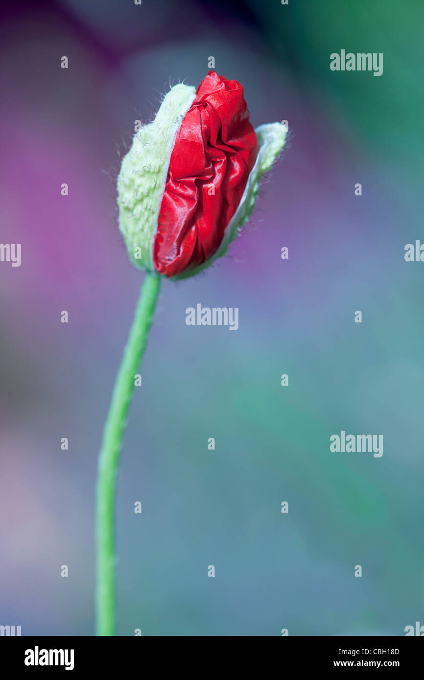 Papaver poppy hi-res stock photography and images - Alamy