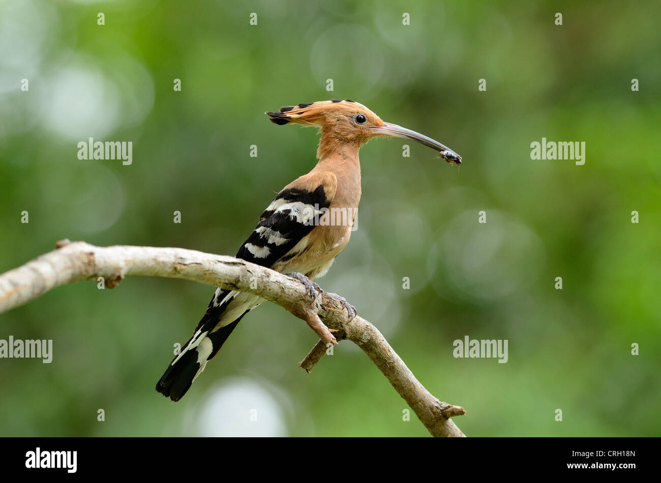 beautiful eurasian hoopoe (Upupa epops) with scorpion on branch Stock ...