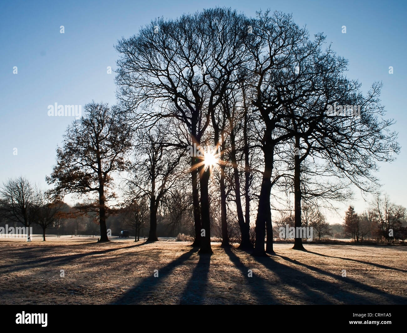 Burst trees hi-res stock photography and images - Alamy