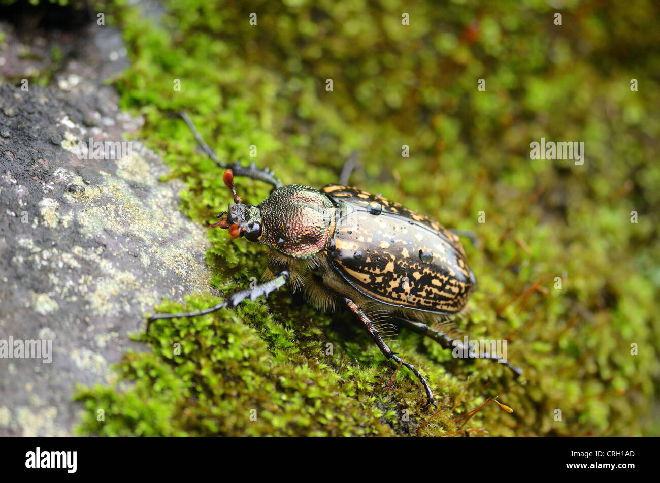 Cheirotonus gestroi hi-res stock photography and images - Alamy