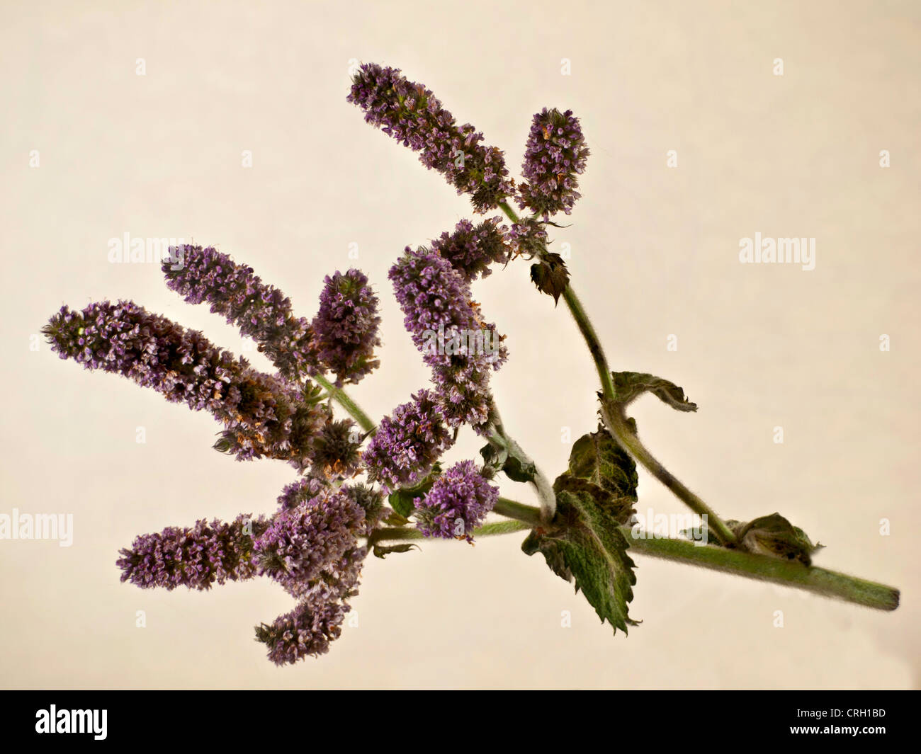 Teasle flower hi-res stock photography and images - Alamy