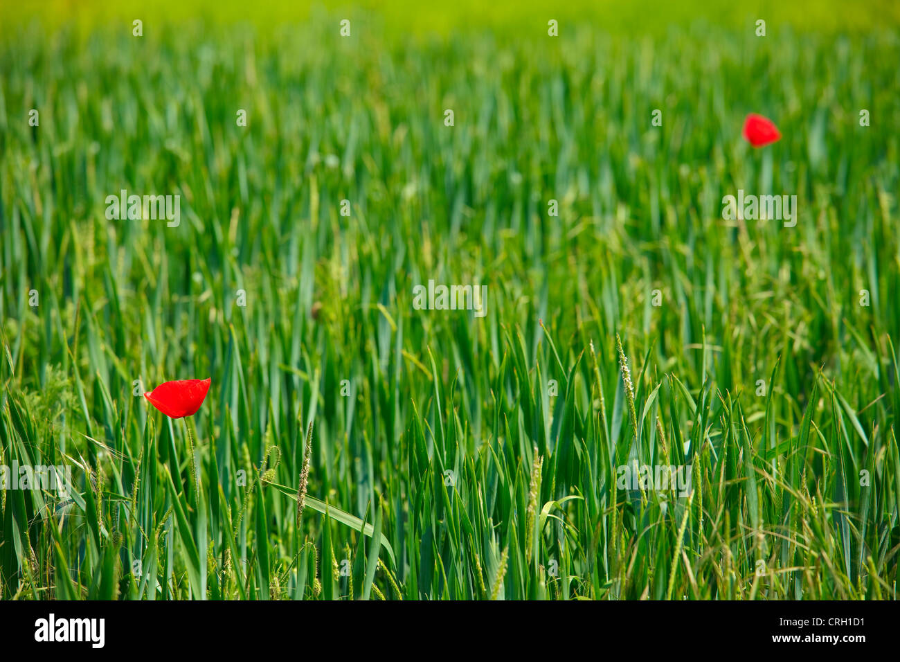 Two poppy flowers Stock Photo - Alamy
