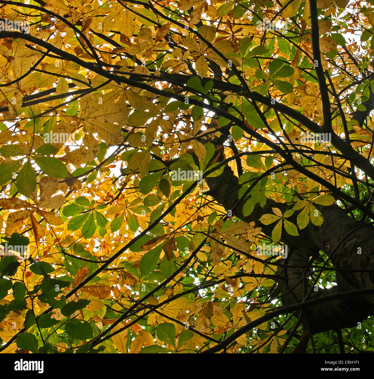 Umbrella canopy of autumn leaves Stock Photo - Alamy