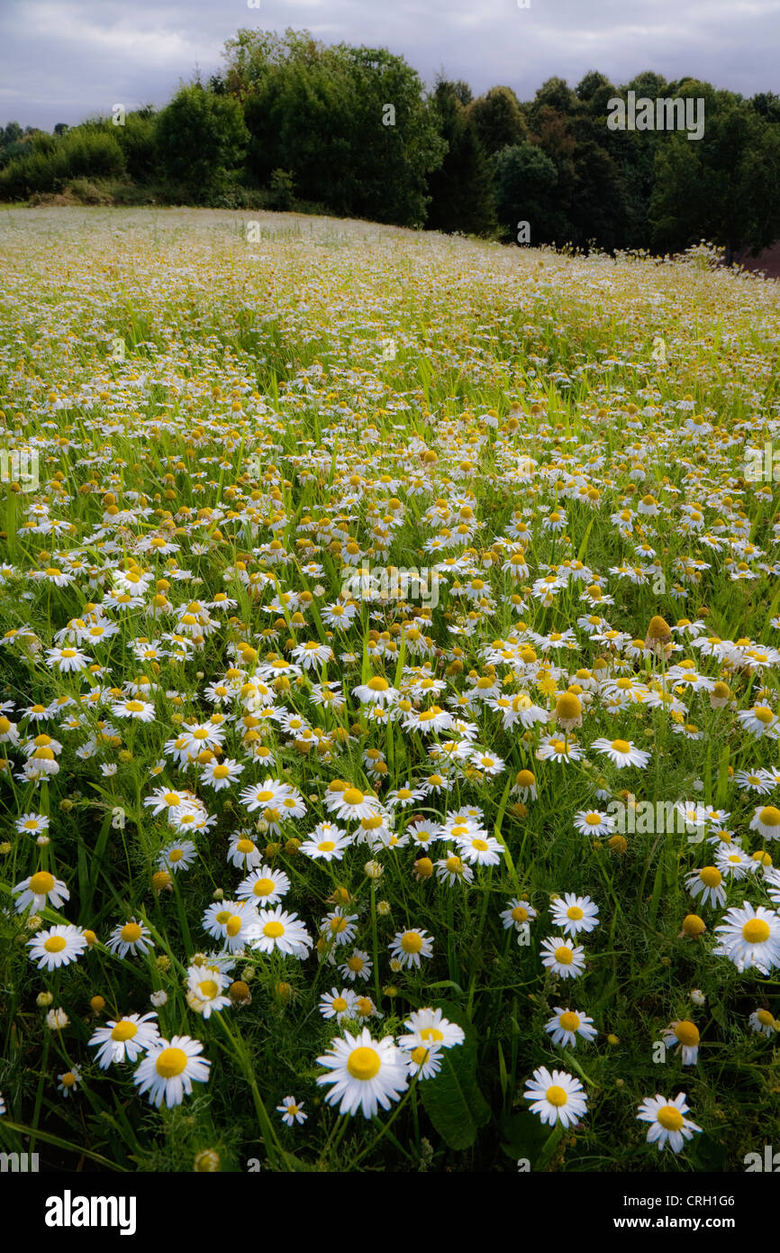 Matricaria maritima, Mayweed, Scentless mayweed Stock Photo - Alamy