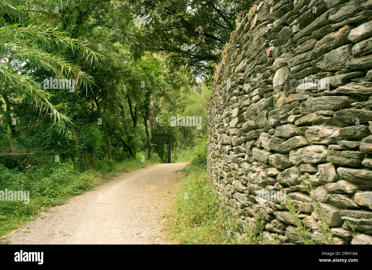 Road in the forest bordered by old stone wall Stock Photo - Alamy