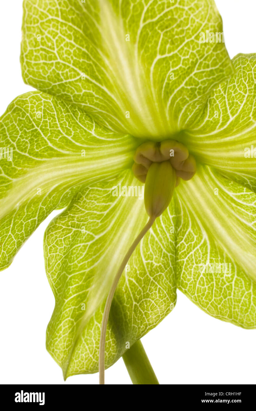 Cobaea scandens, Cup and saucer Stock Photo - Alamy