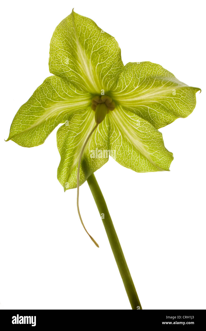 Cobaea scandens, Cup and saucer Stock Photo - Alamy