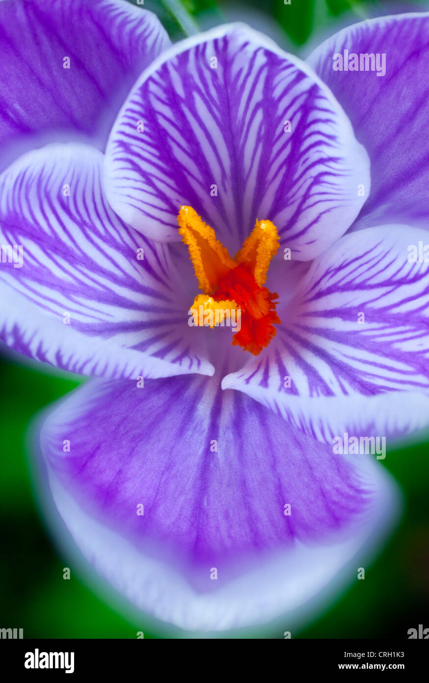 Single crocus growing in hi-res stock photography and images - Alamy