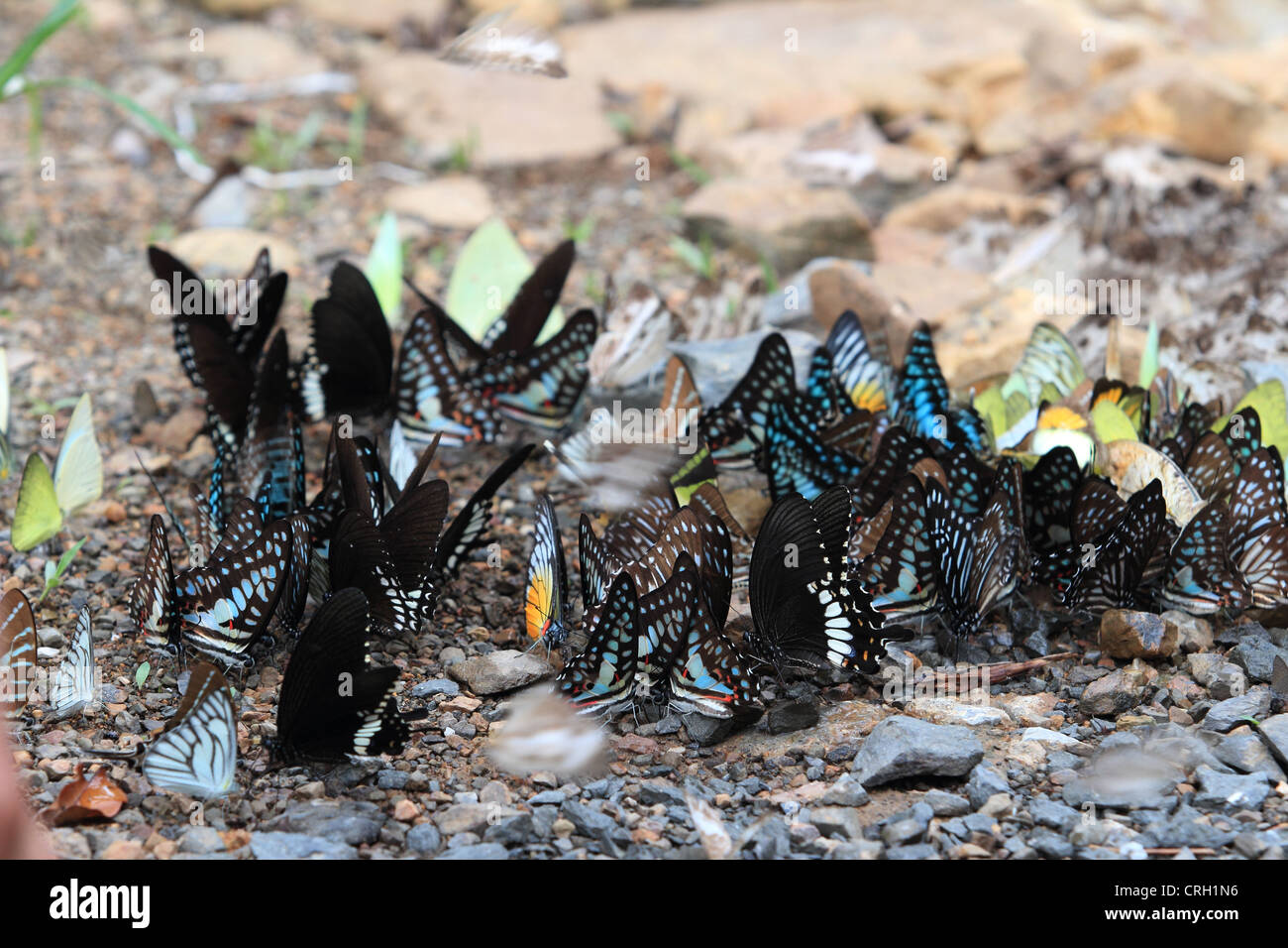Butterfly group hi-res stock photography and images - Alamy