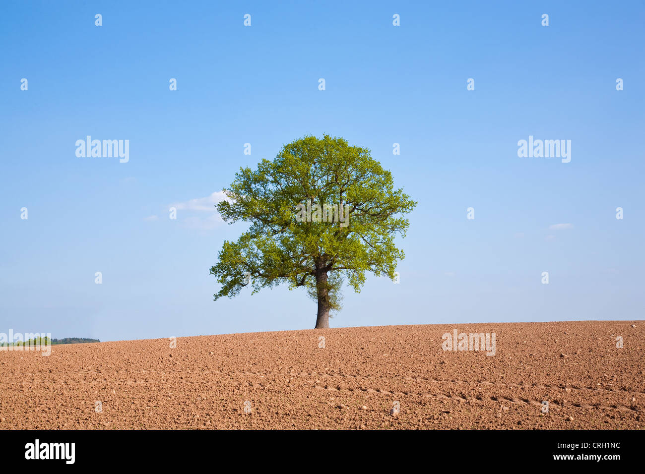 Quercus robur, Oak Stock Photo - Alamy