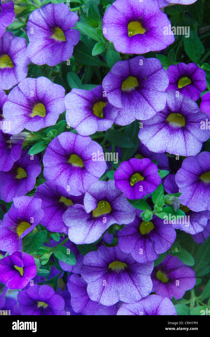 Two trumpet shaped flowers hi-res stock photography and images - Alamy