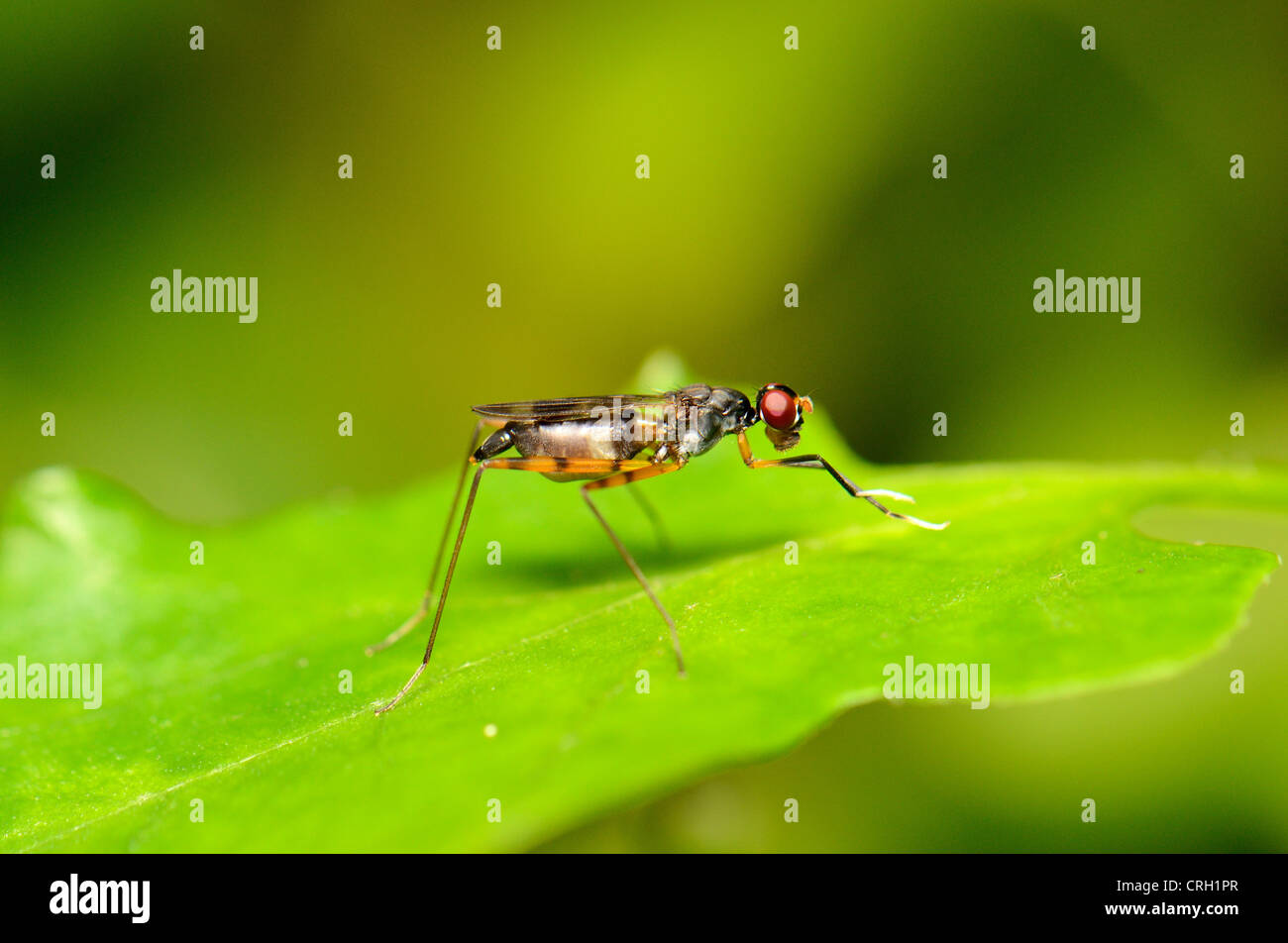 Multicolour insect hi-res stock photography and images - Alamy