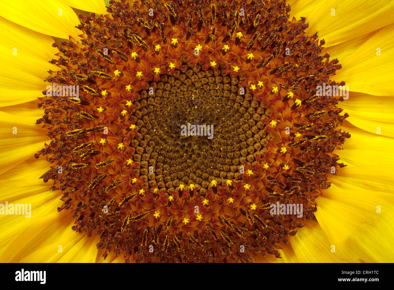 Giant sunflower hi-res stock photography and images - Alamy