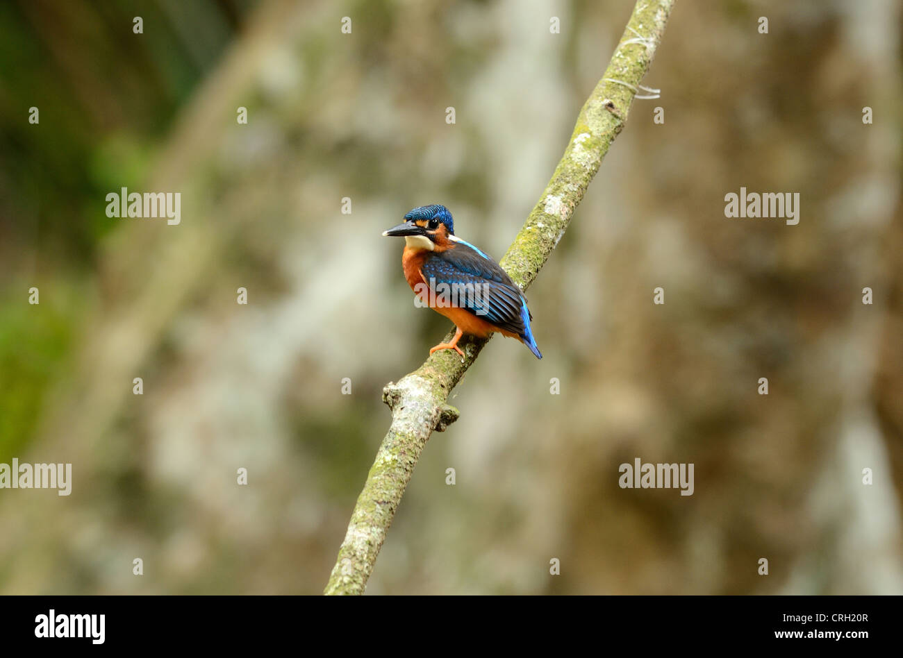 beautiful juvenile male blue-eared kingfisher (Alcedo meninting ...