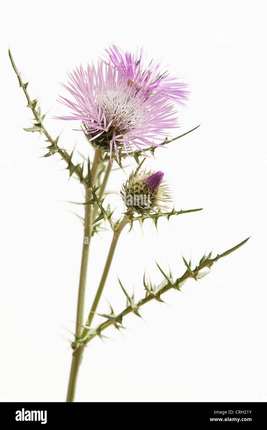 Wild flowers thistle on Cut Out Stock Images & Pictures - Alamy
