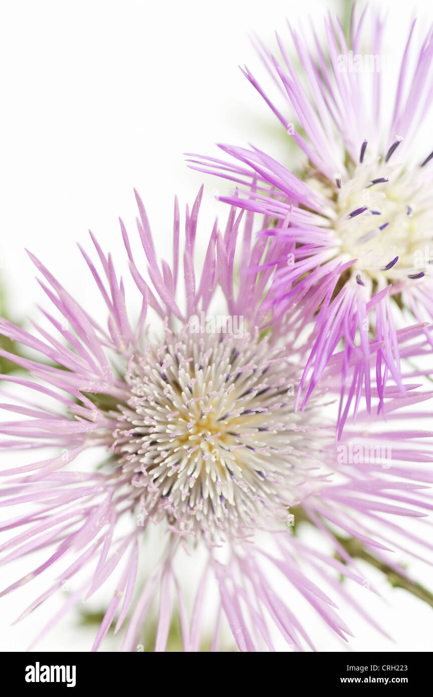 Boar thistle hi-res stock photography and images - Alamy
