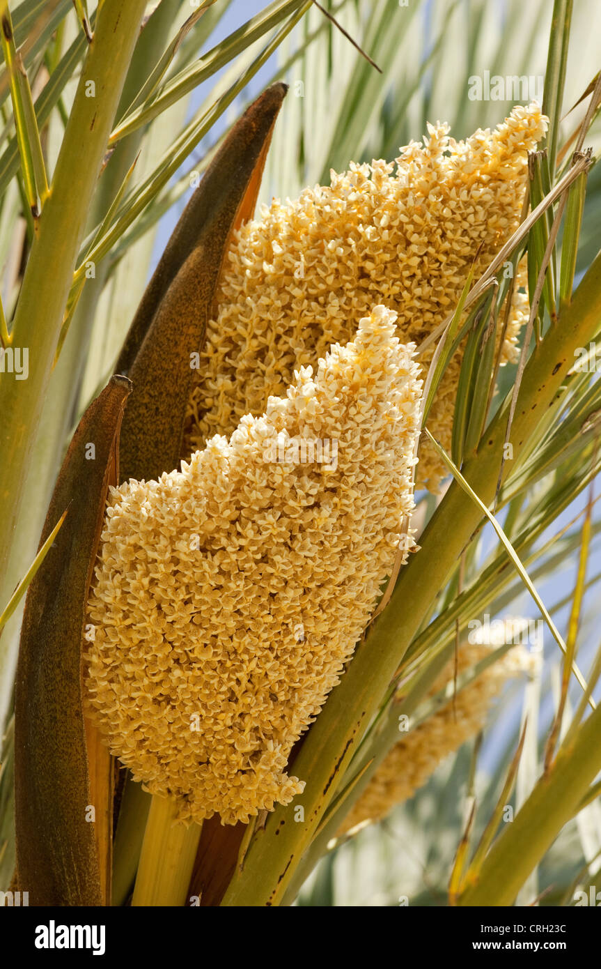 Phoenix canariensis hi-res stock photography and images - Alamy