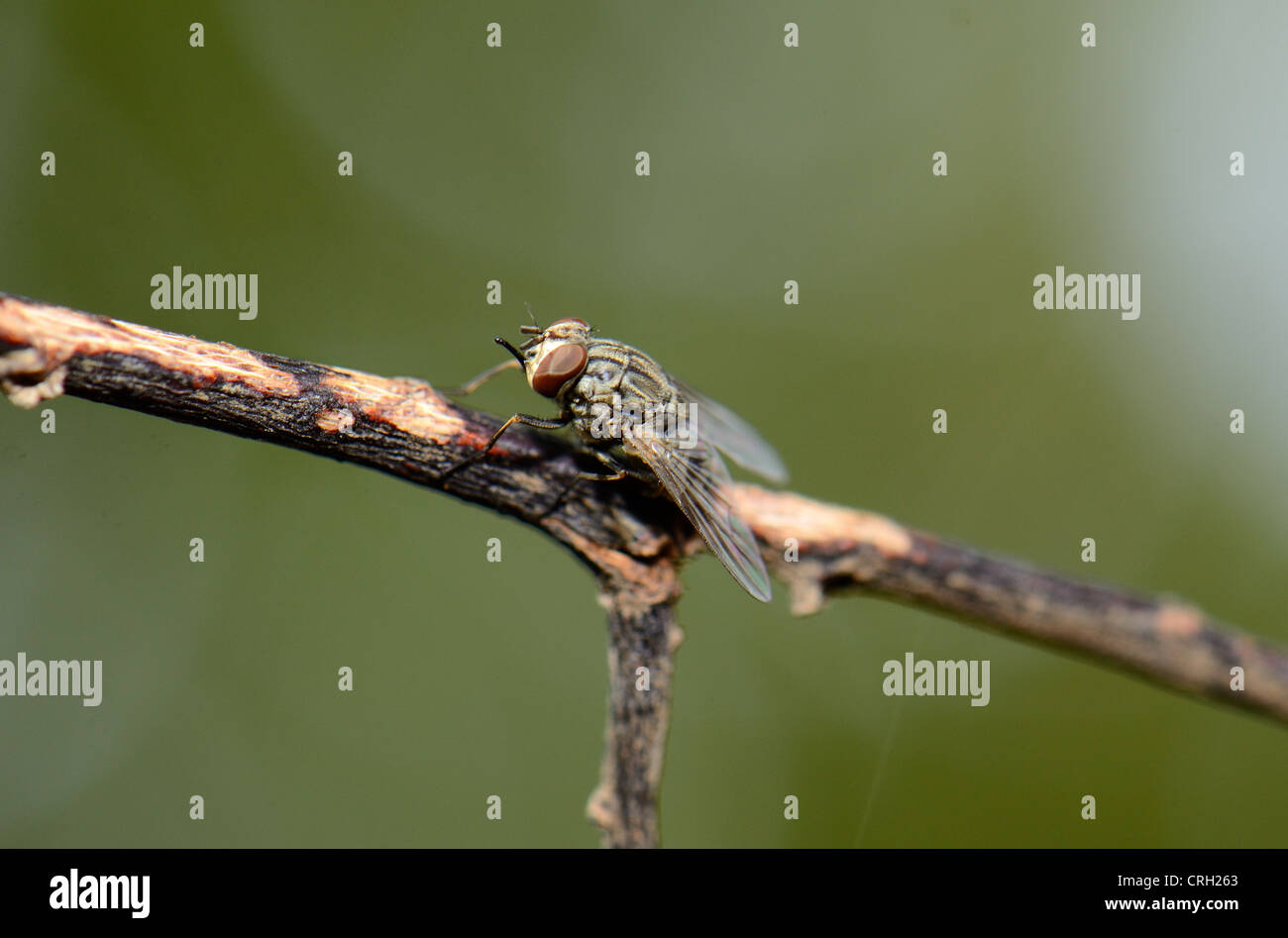 beautiful flesh fly resting on tiny branch Stock Photo - Alamy