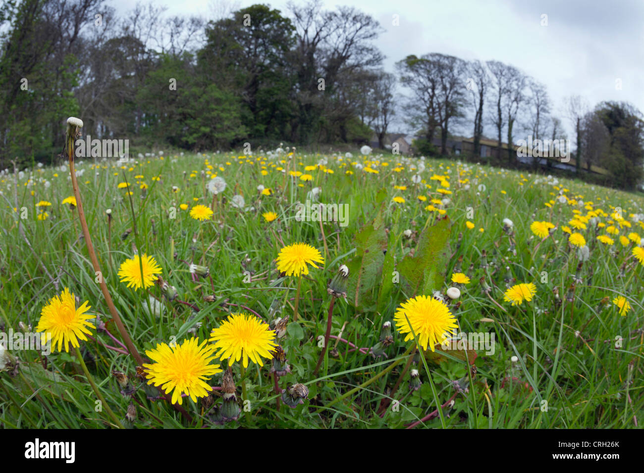 Dandelions hi-res stock photography and images - Alamy