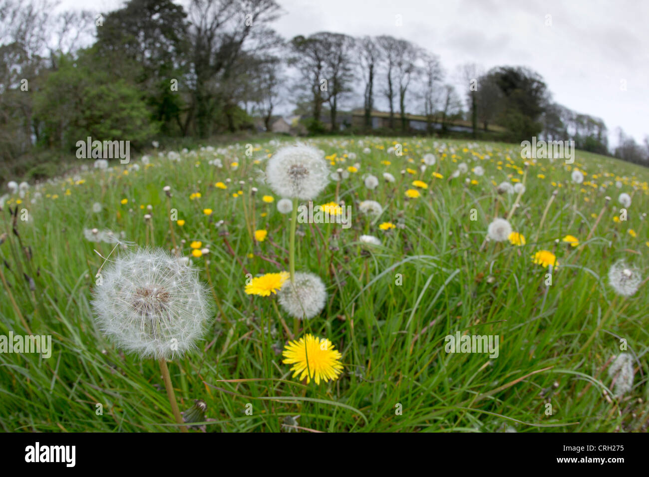 Dandelions; Taraxacum officinale; meadow; Cornwall; UK; with fish eye ...