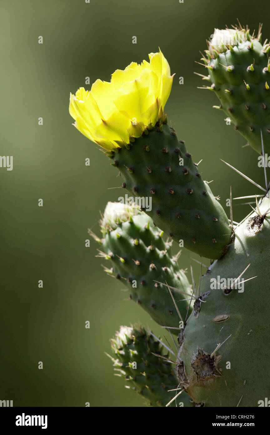 Opuntia robusta, Cactus, wheel cactus Stock Photo - Alamy