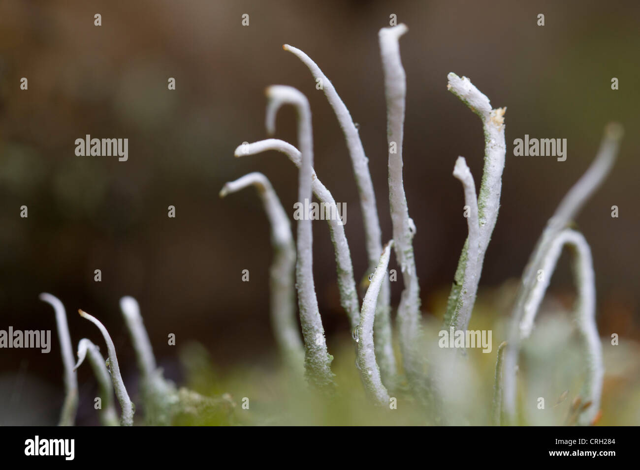 Lichen; Cairngorm; Scotland Stock Photo - Alamy