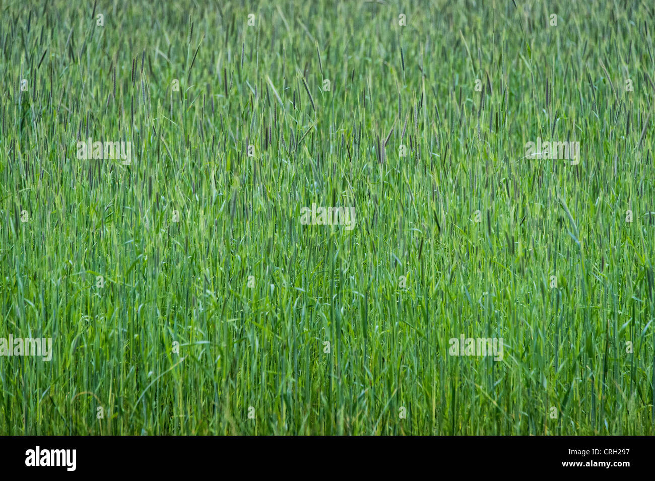 Field grasses hi-res stock photography and images - Alamy