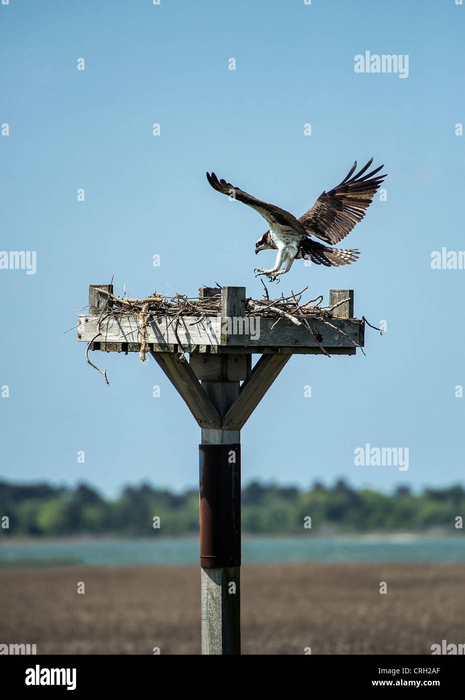 Osprey landing in salt marsh nest, Delaware Stock Photo - Alamy