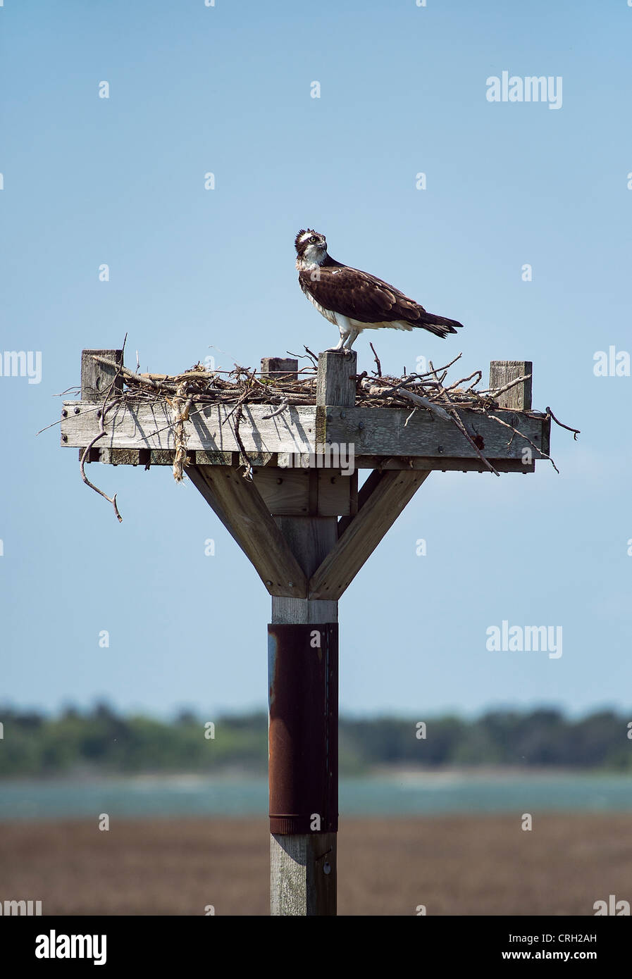 Osprey landing in salt marsh nest, Delaware Stock Photo - Alamy