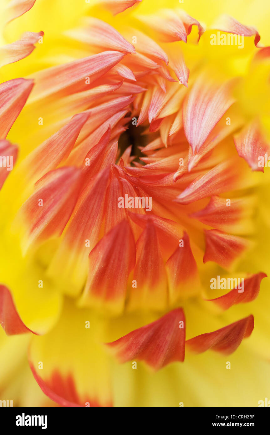Dahlia 'Jessica', Dahlia Stock Photo - Alamy