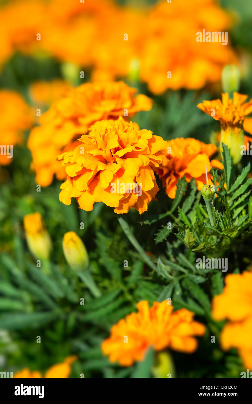 Marigolds in bloom Stock Photo - Alamy