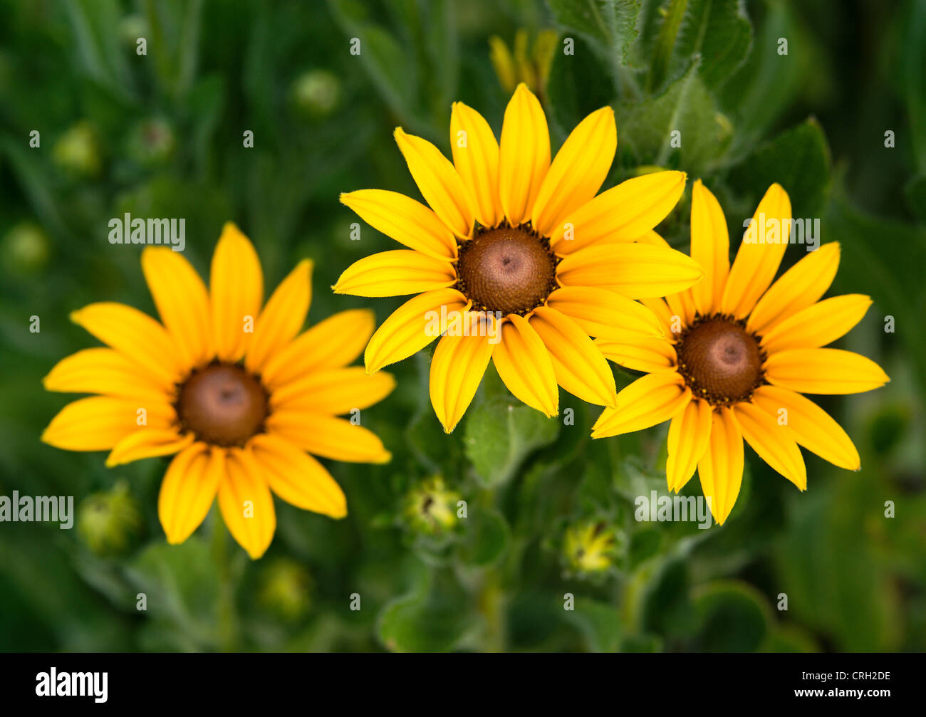 Yellow and brown daisies hi-res stock photography and images - Alamy