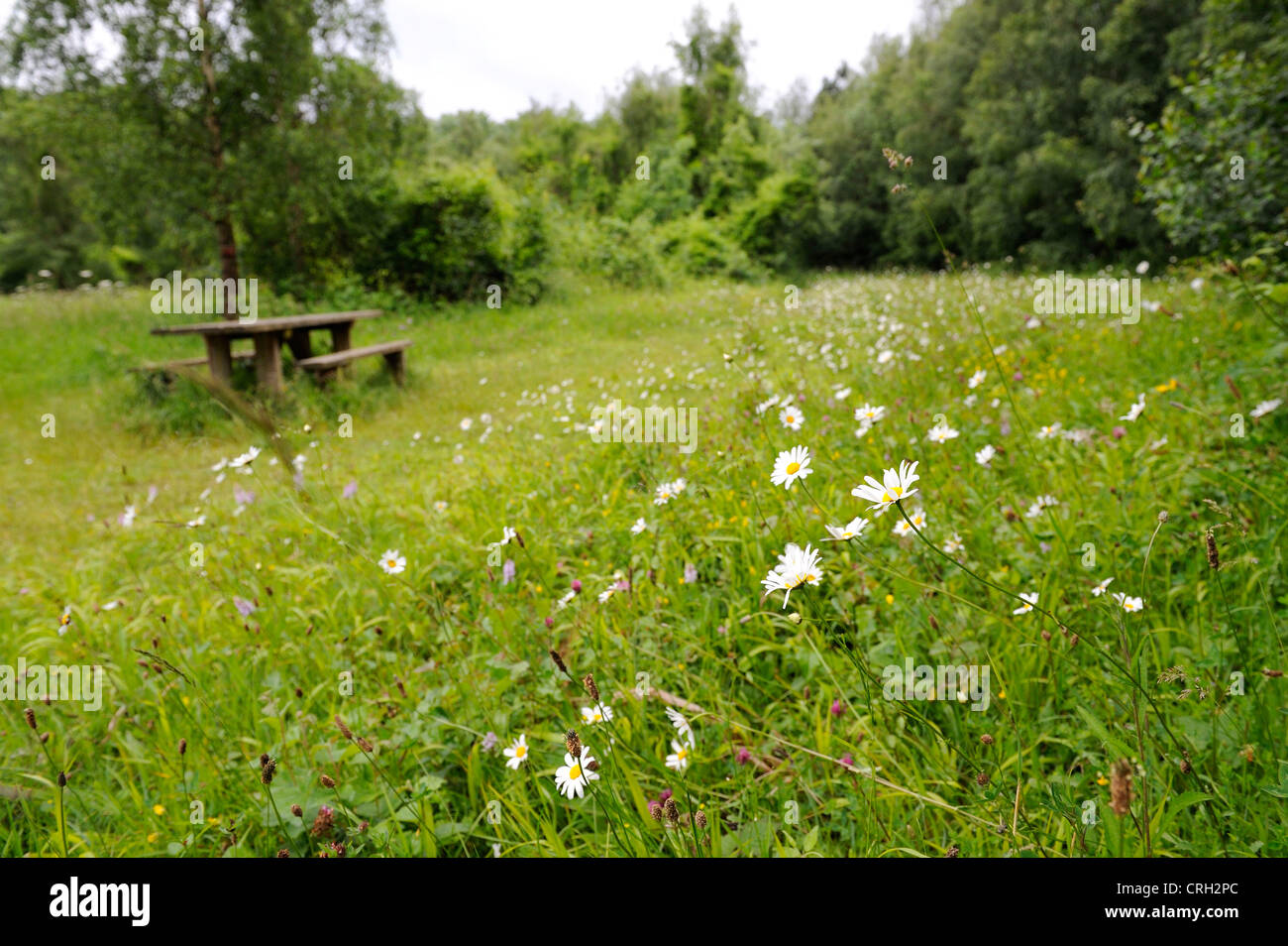 Open woodland clearing hi-res stock photography and images - Alamy