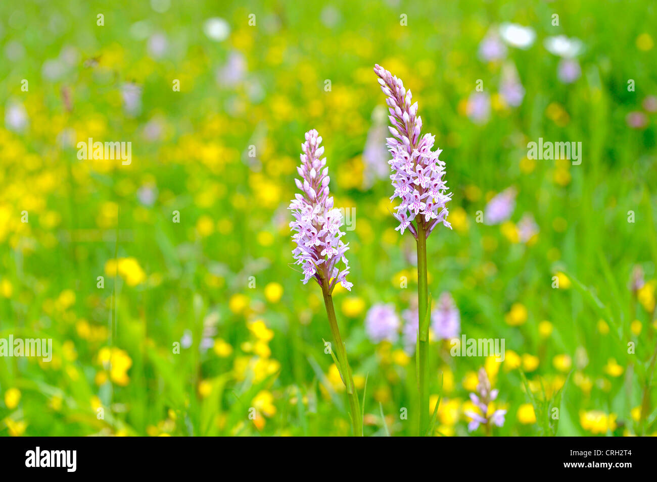 Common Spotted Orchid Stock Photo - Alamy