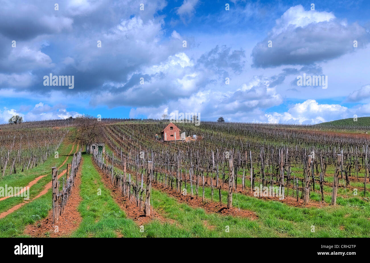Tokay hungary landscape hi-res stock photography and images - Alamy
