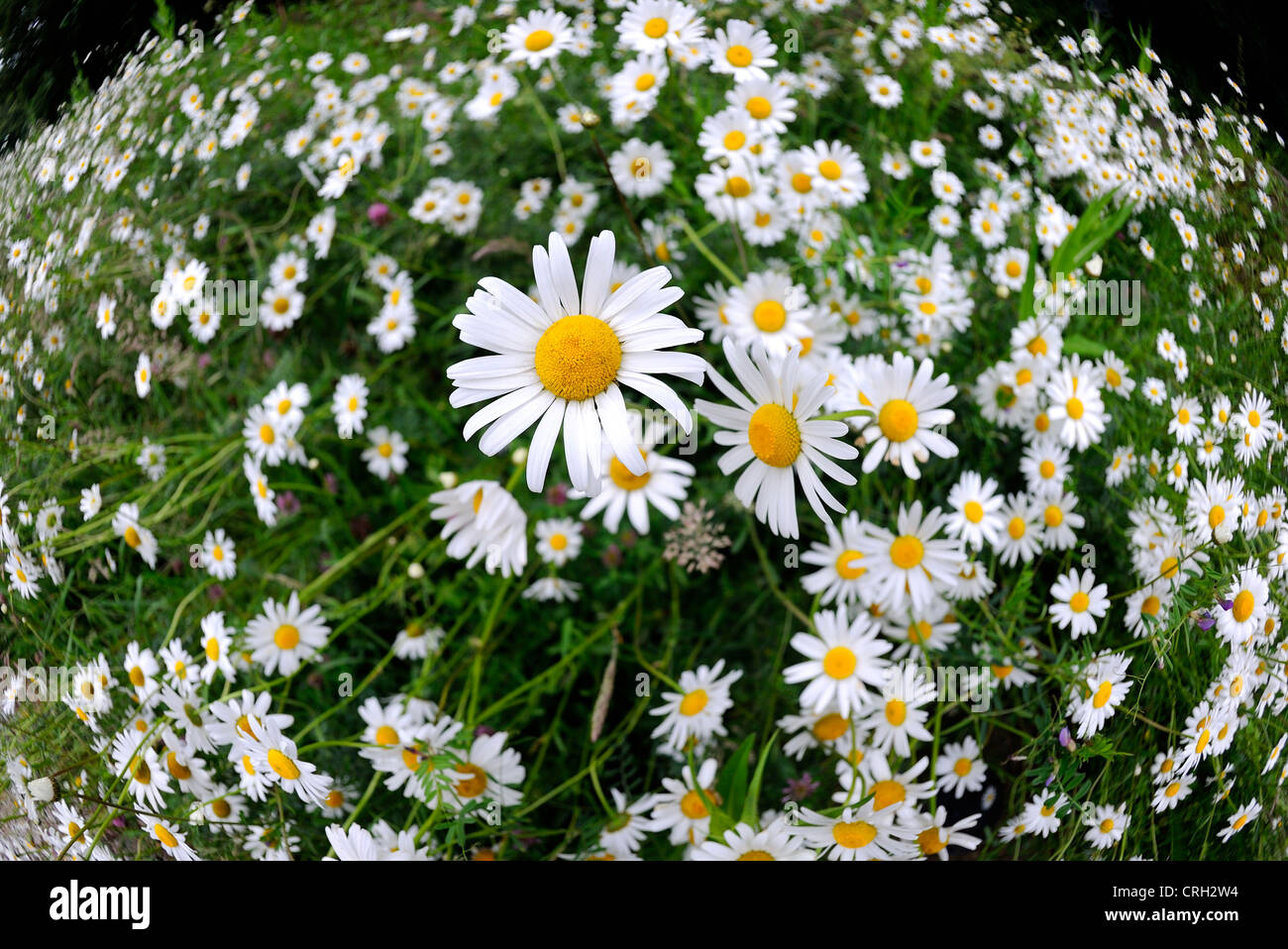 The Ox-eye daisy flower in full bloom Stock Photo - Alamy