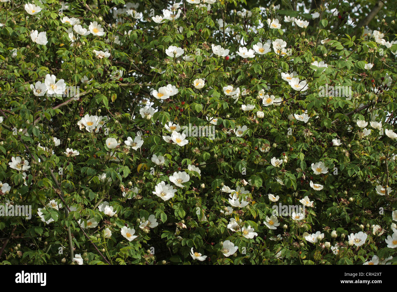 Wild irish rose hi-res stock photography and images - Alamy