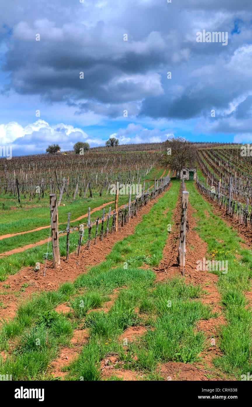 Tokay hungary landscape hi-res stock photography and images - Alamy