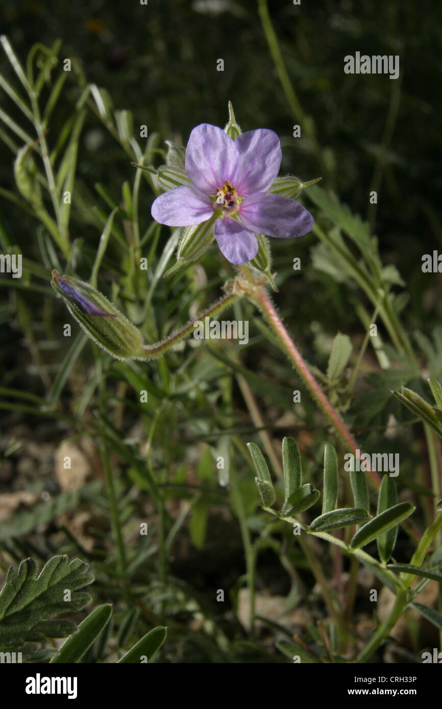 Picture: Steve Race - Erodium cicutarium, also known as the Common ...