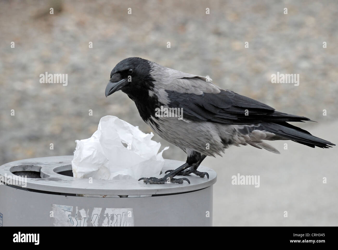 Litter crow hi-res stock photography and images - Alamy