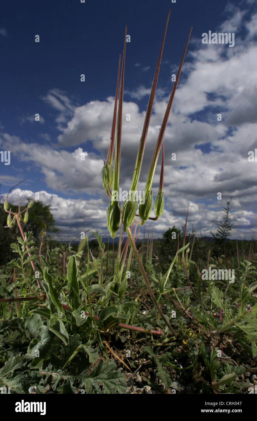Picture: Steve Race - Erodium cicutarium, also known as the Common ...