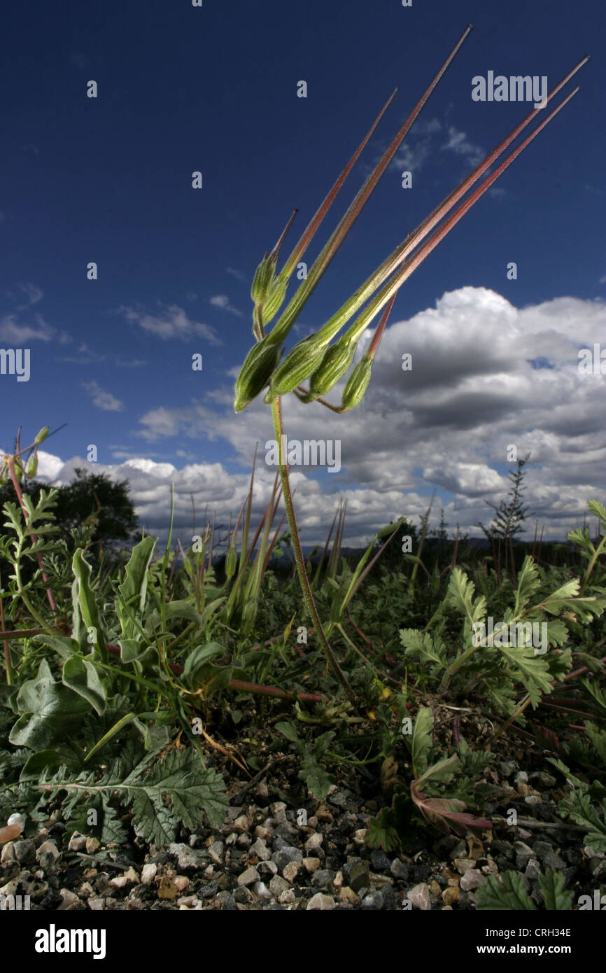 Picture: Steve Race - Erodium cicutarium, also known as the Common ...