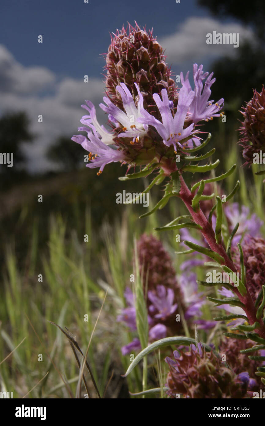 Picture: Steve Race - The flower of the Male Thyme (Coris monspeliensis ...