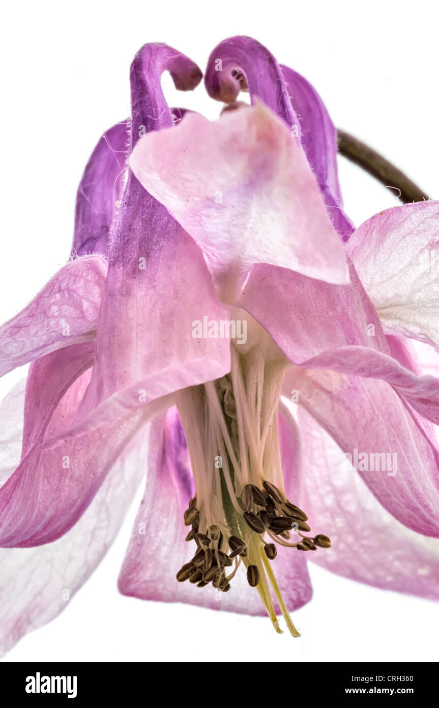 Columbine flower hi-res stock photography and images - Alamy