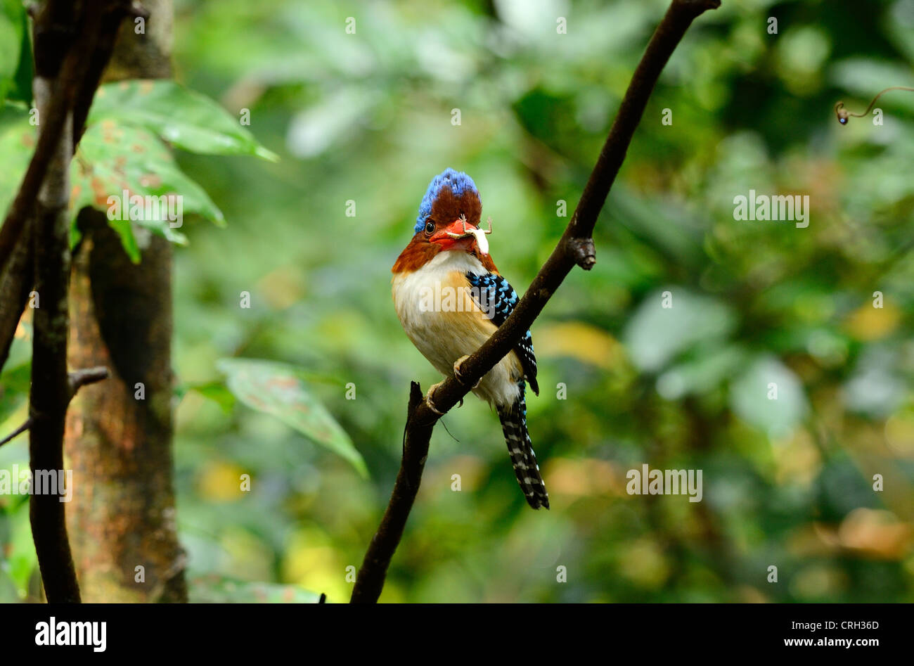 beautiful male banded kingfisher (Lacedo pulchella) in Thai forest ...