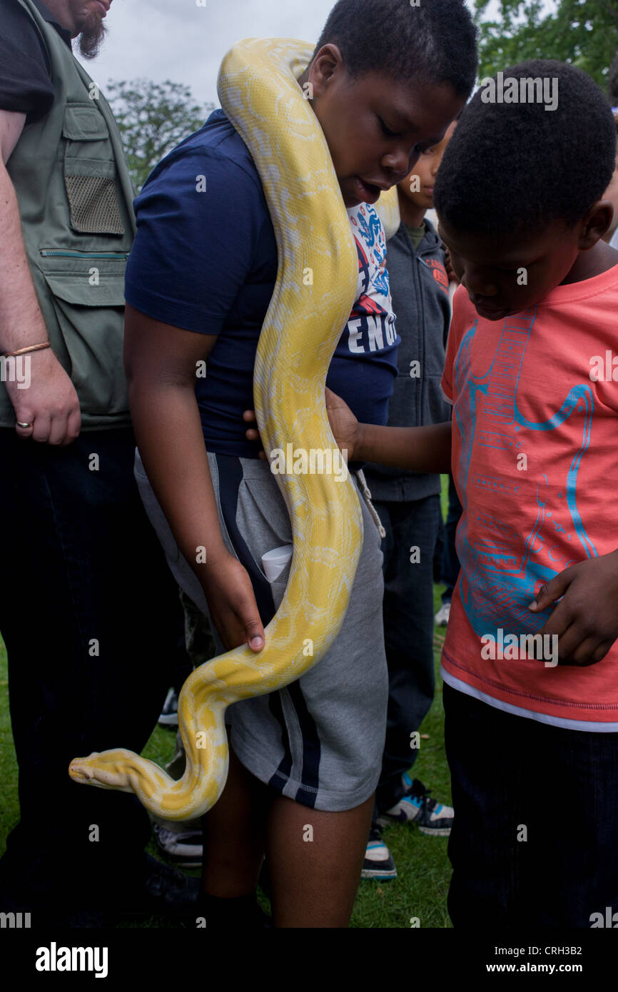 Local children enjoy handling a Burmese Python in their local park ...