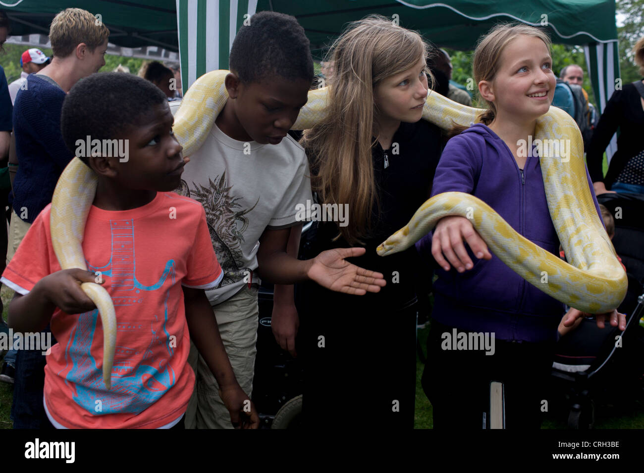 Local children enjoy handling a Burmese Python in their local park ...
