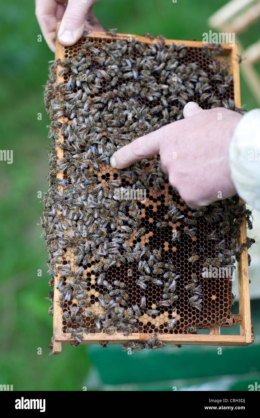 Beekeeper with bees Stock Photo - Alamy