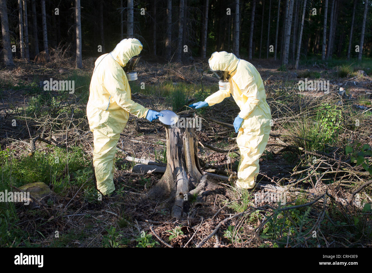 Two experts checking forest for radiation Stock Photo - Alamy