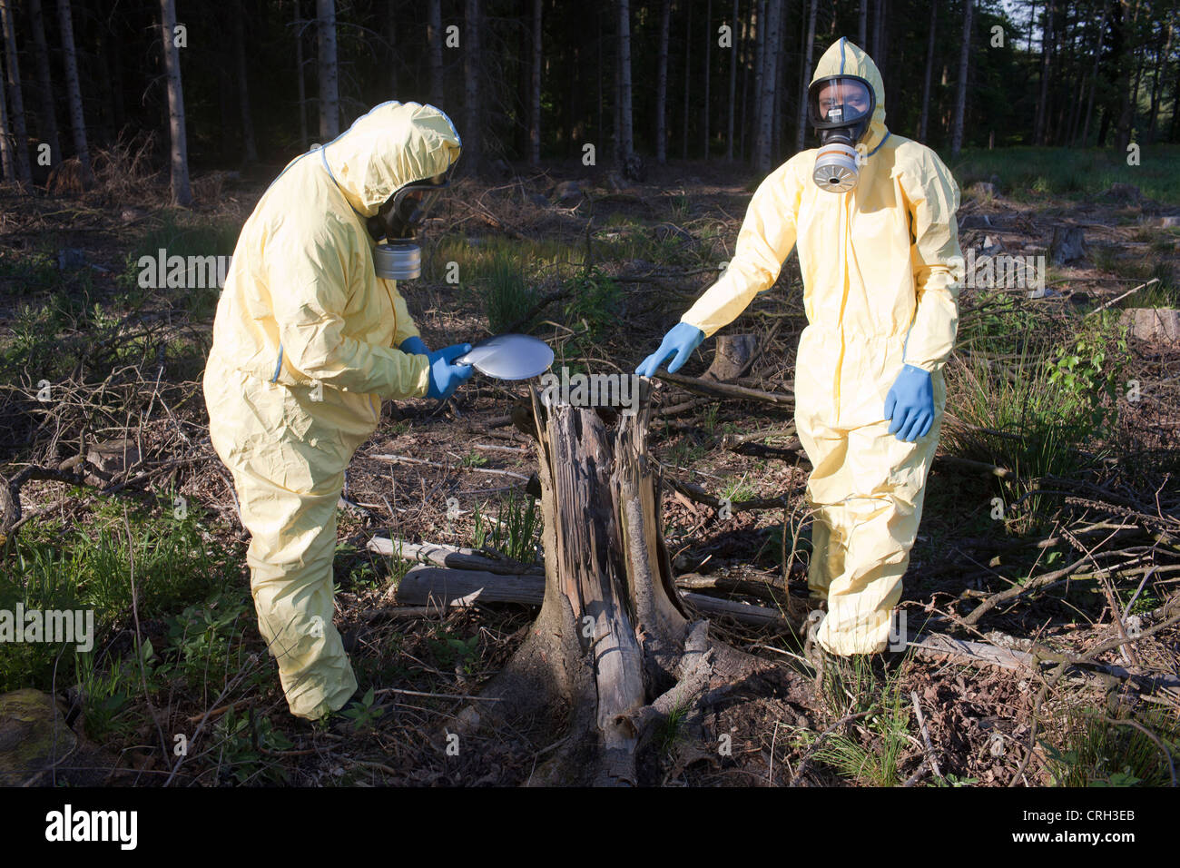 Two experts checking forest for radiation Stock Photo - Alamy